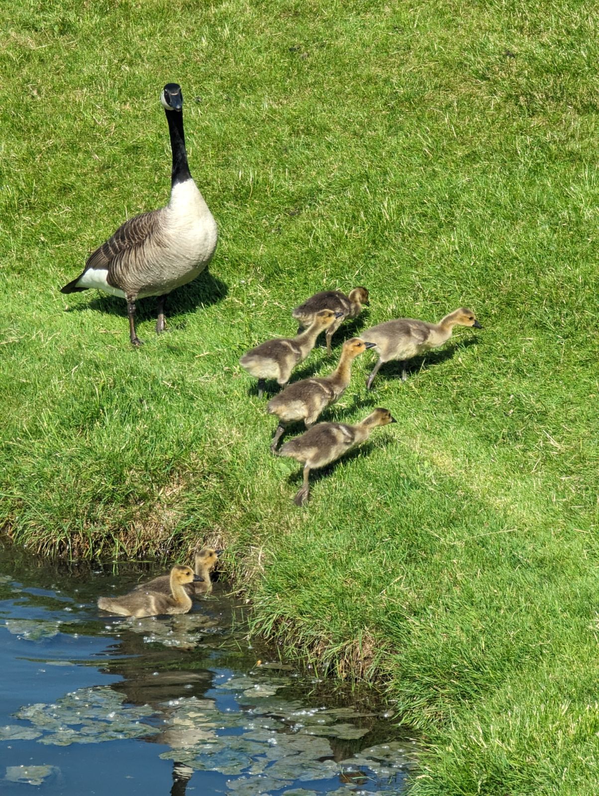 Goose training exercise by ThatWasLeftHanded